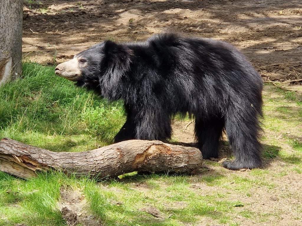 Sloth bear comes to live at Edinburgh Zoo - The Edinburgh Reporter