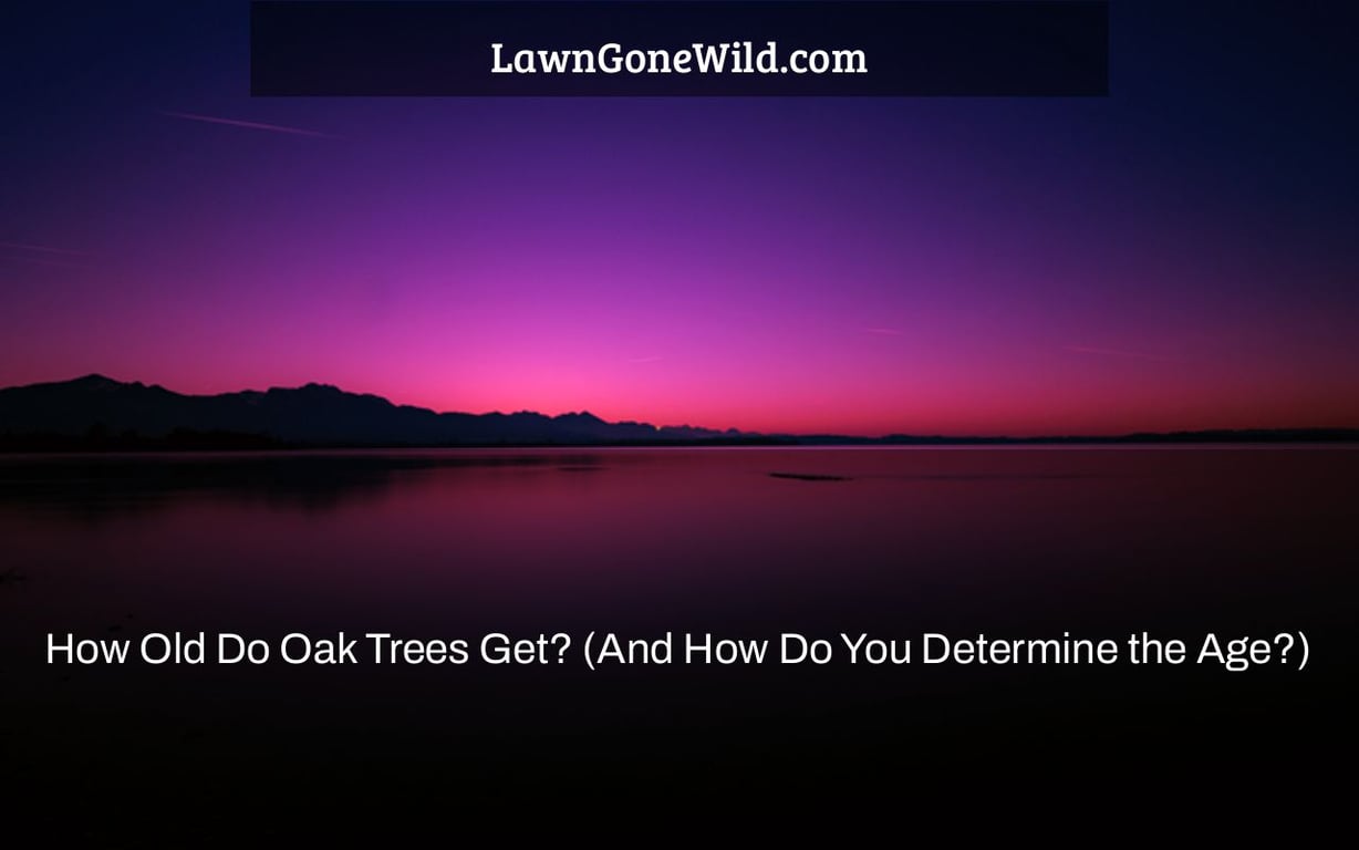 How Old Do Oak Trees Get? (And How Do You Determine the Age?) - Lawn ...