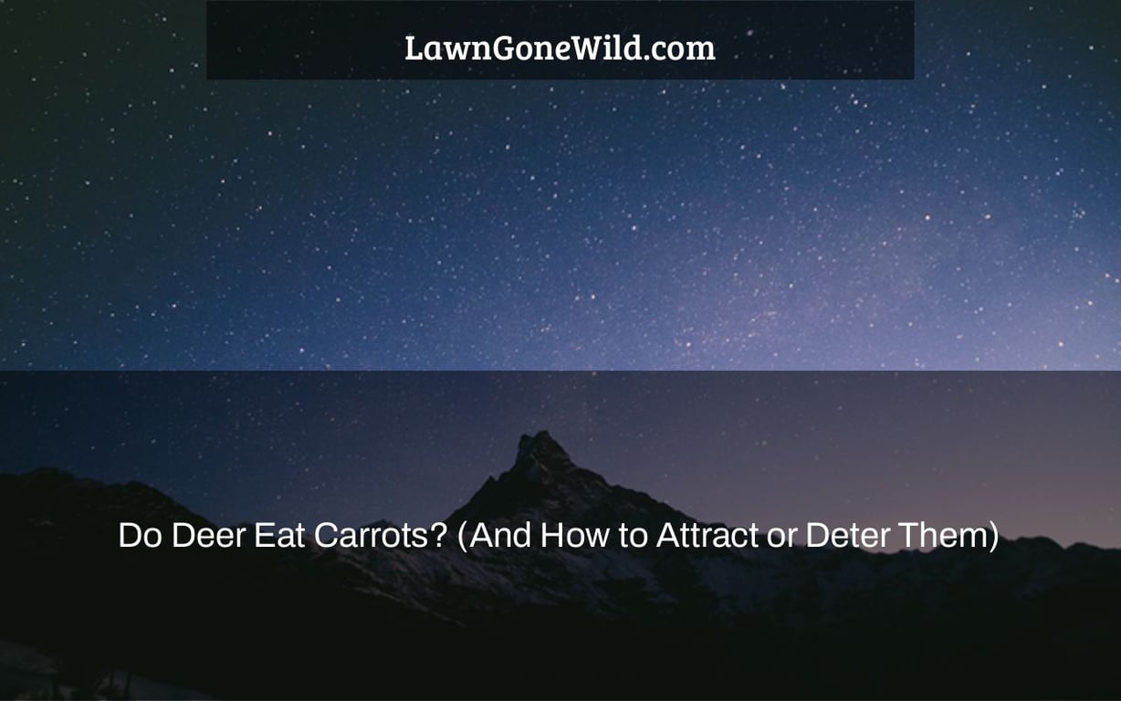 Do Deer Eat Carrots? (And How to Attract or Deter Them) - Lawn Gone Wild