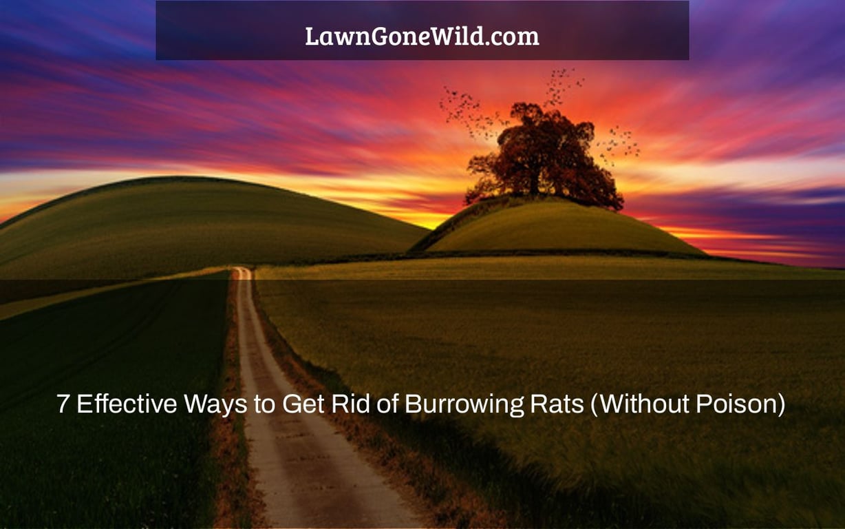 7 Effective Ways to Get Rid of Burrowing Rats (Without Poison) - Lawn ...