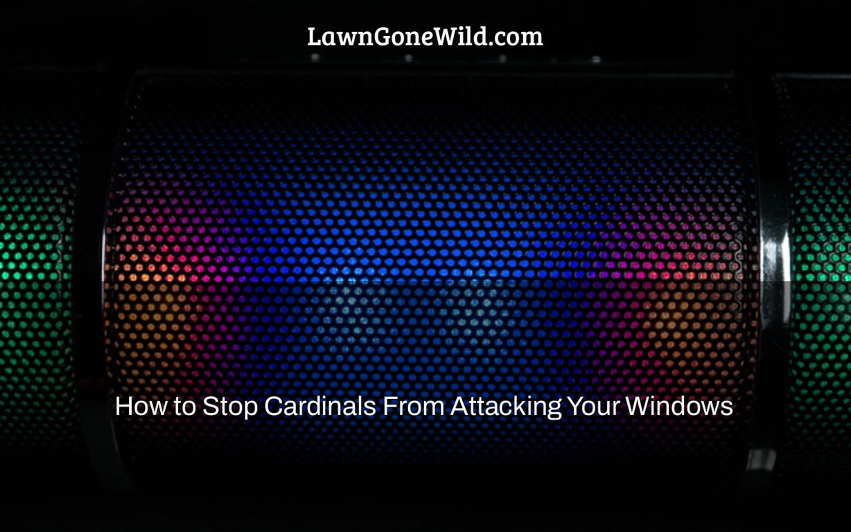 How to Stop Cardinals From Attacking Your Windows - Lawn Gone Wild