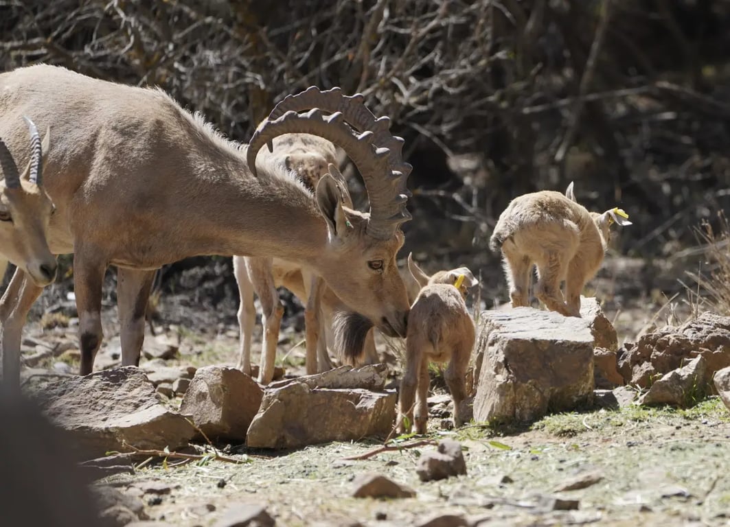 Saudi Green Initiative | Soudah Development