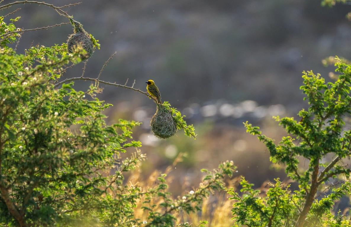Saudi Green Initiative | Soudah Development