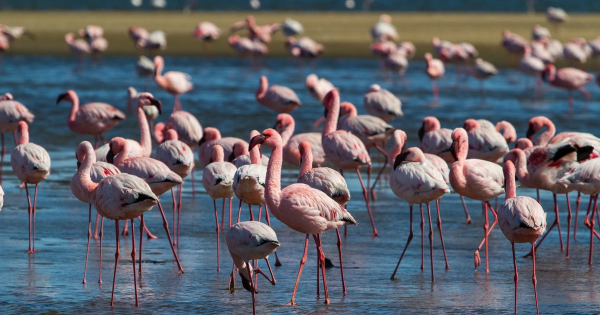 Walvis Bay Lagoon kite spot in Erongo - kitesurfing in Namibia