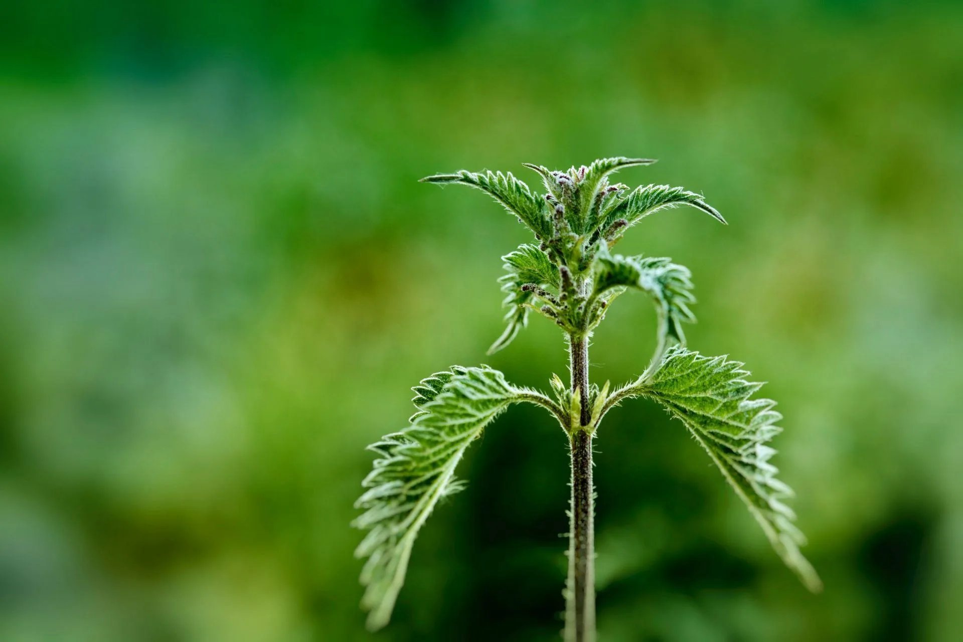 Why Nettle May Be Next Big Thing in Sustainable Fabrics - Longevity LIVE