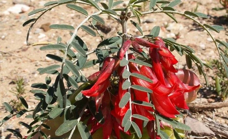 Clinical Trial Investigates Phela Plant-Based Treatment For COVID-19 ...