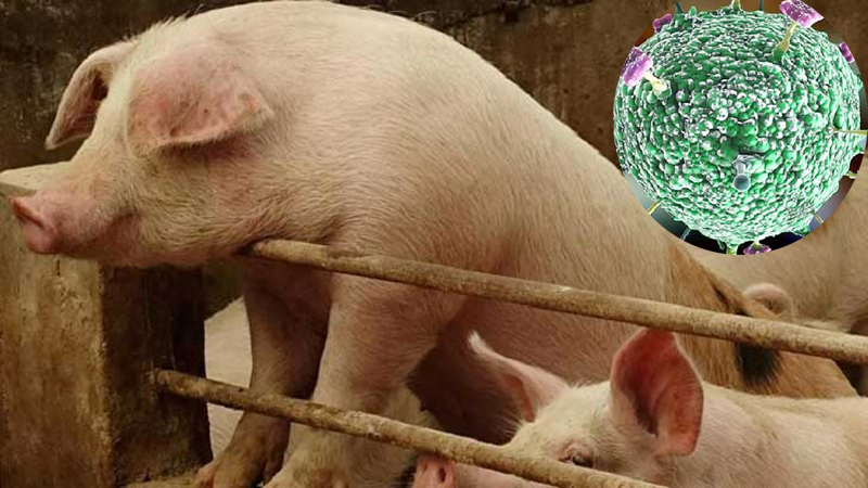 Nipah virus first spread to humans through pigs