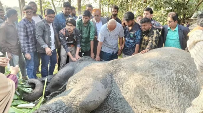 Injured elephant ‘Sundarmala’ dies after being hit by train in Syl