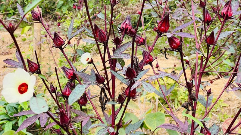 Tea, jelly, and pickles from Roselle: A promising commercial crop