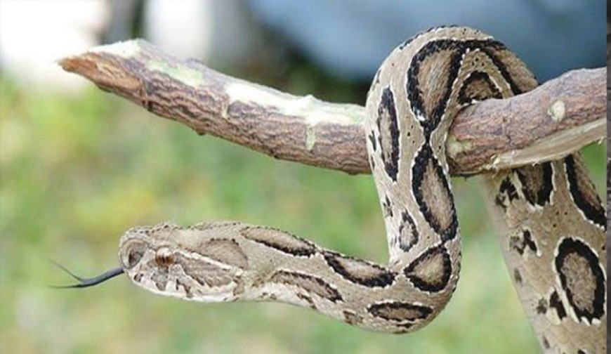 Rumour over Russell Viper spreads panic in Jashore - Views Bangladesh