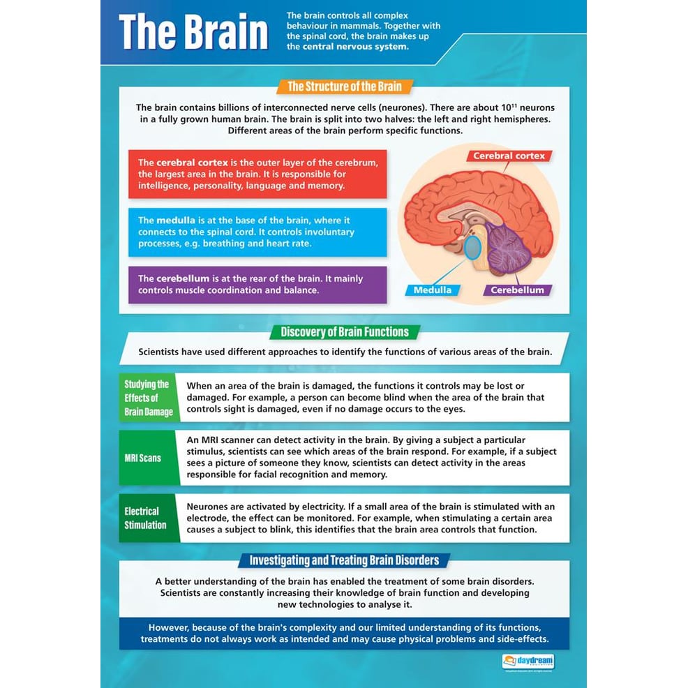 The Brain Poster - Daydream Education