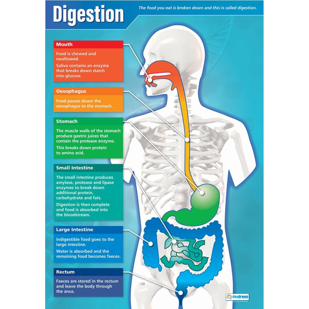 Digestion Poster - Daydream Education