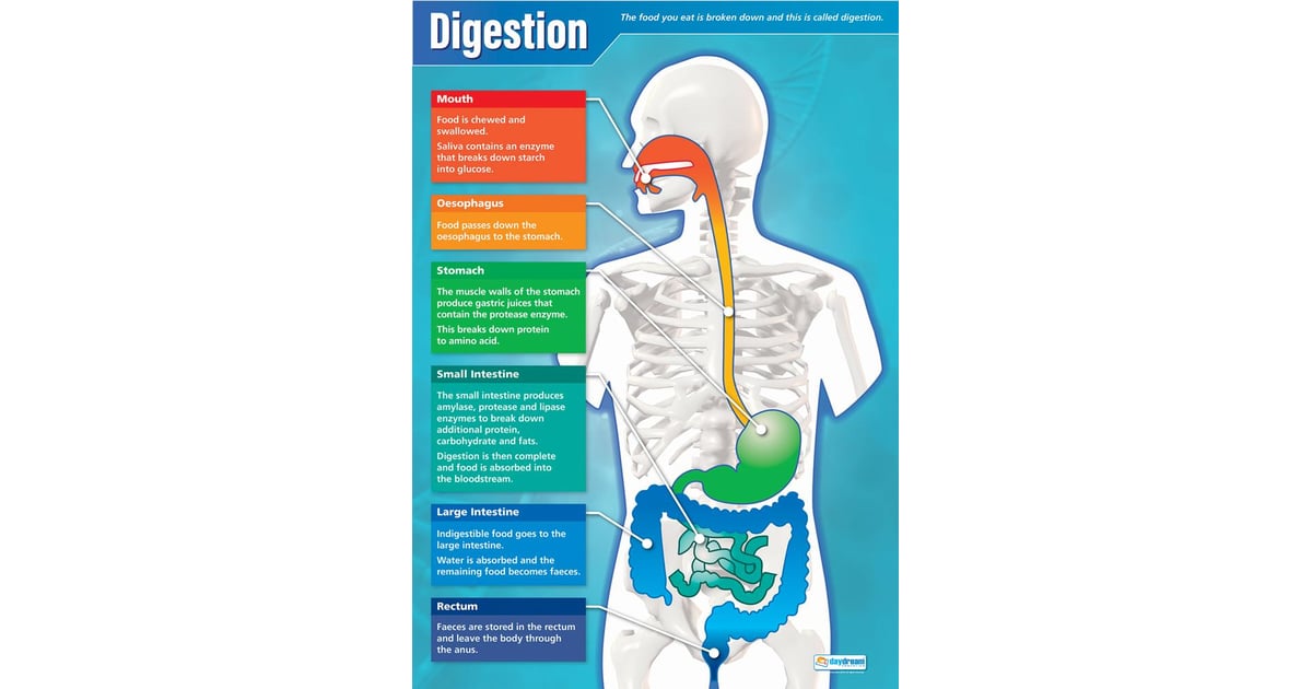 Digestion Poster - Daydream Education