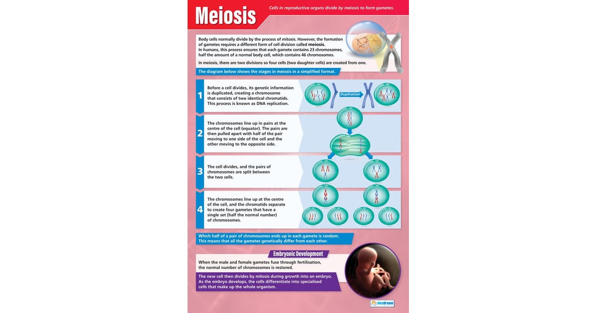 Meiosis Poster - Daydream Education