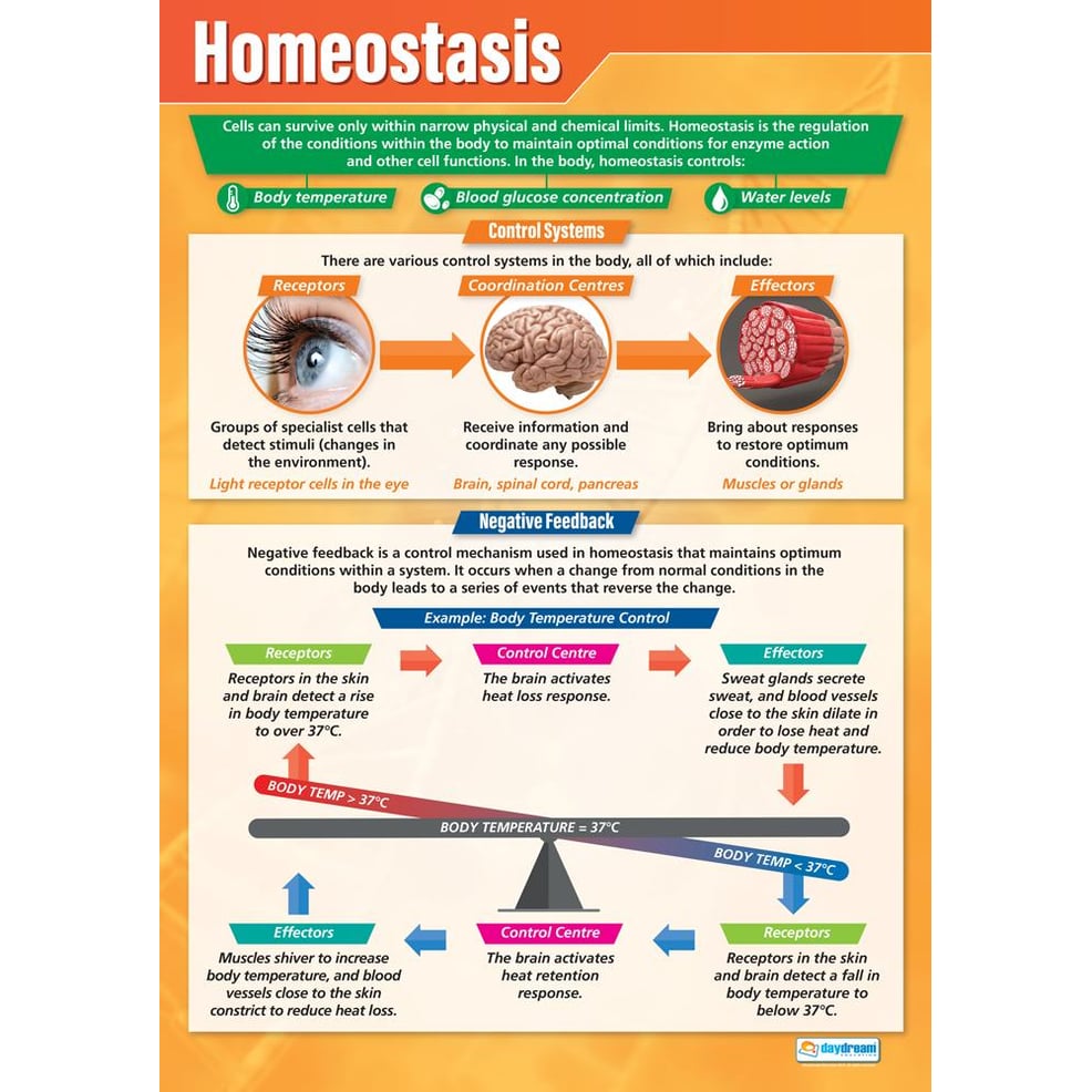 Homeostasis Poster - Daydream Education
