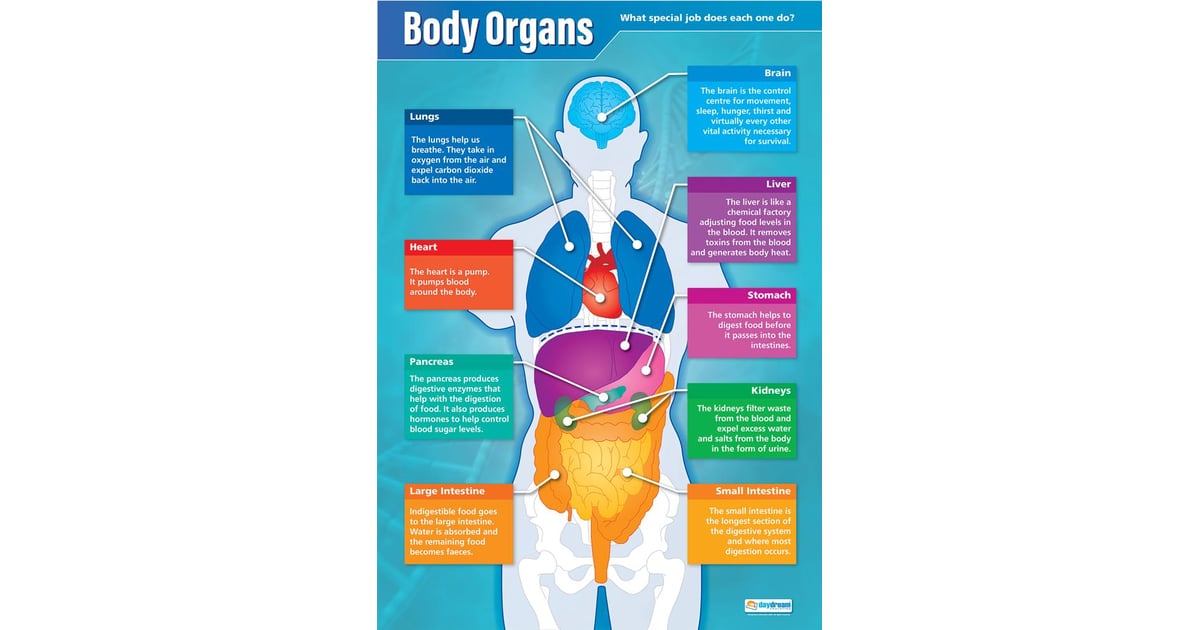 Body Organs Poster - Daydream Education