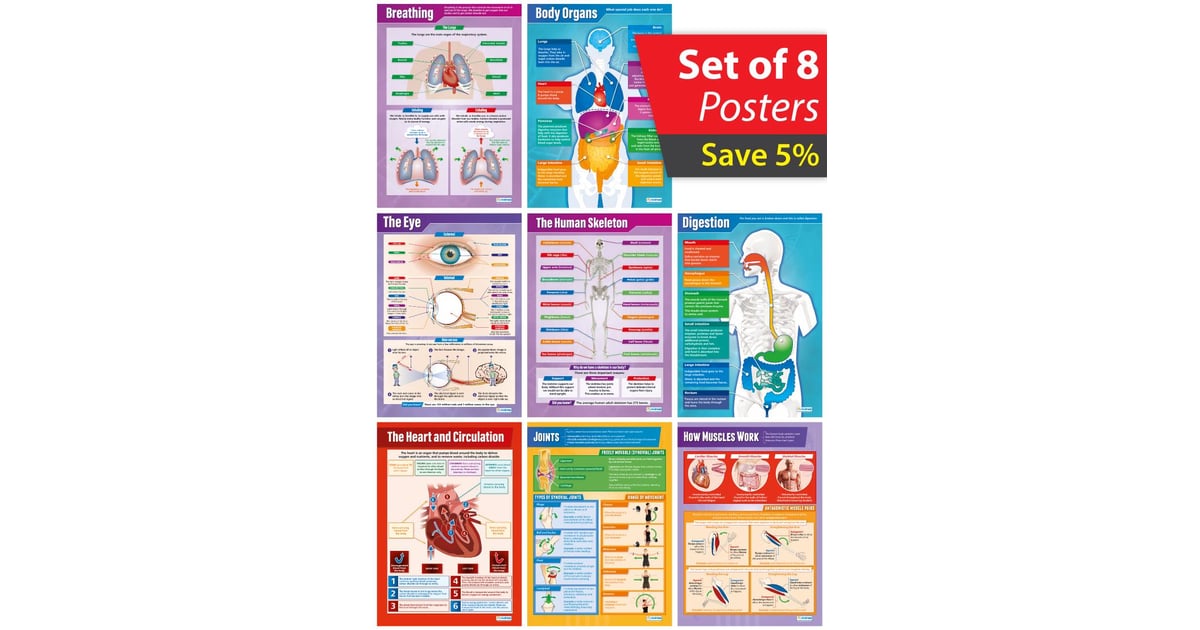 Elementary Anatomy Posters - Set of 8 - Daydream Education