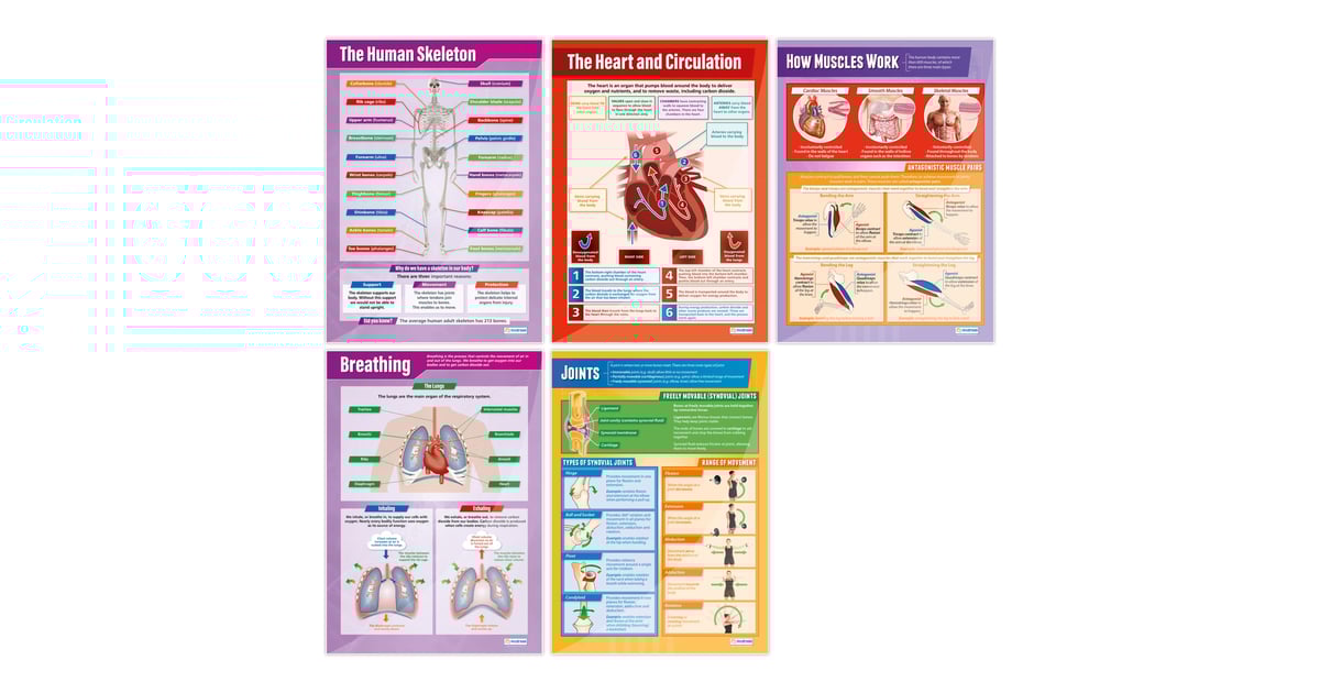 The Human Body Posters - Set of 5 - Daydream Education