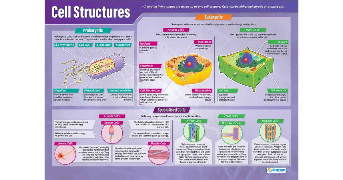 DNA and Cell Structure Posters - Set of 2 - Daydream Education