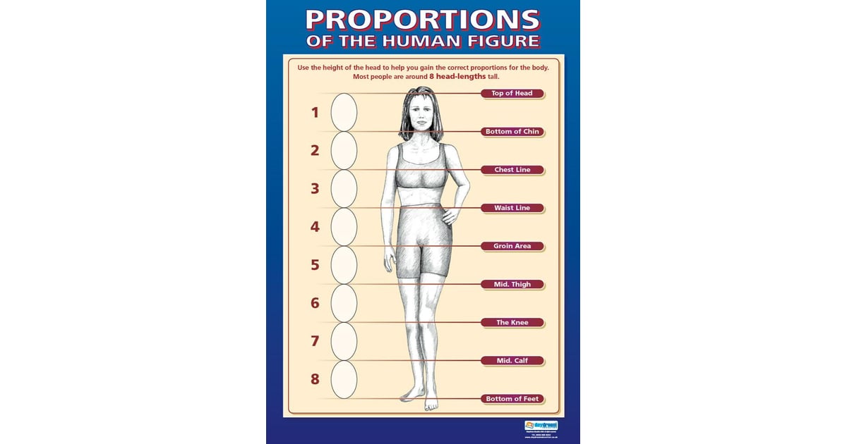 Proportions Of The Human Figure Poster - Daydream Education