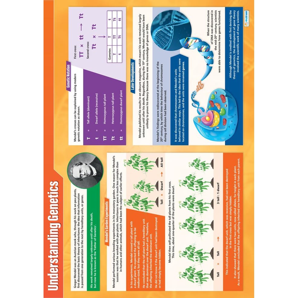 Understanding Genetics Poster - Daydream Education