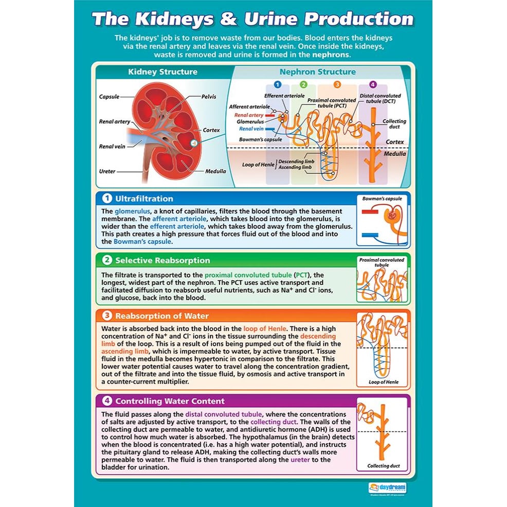 The Kidneys & Urine Production Poster - Daydream Education