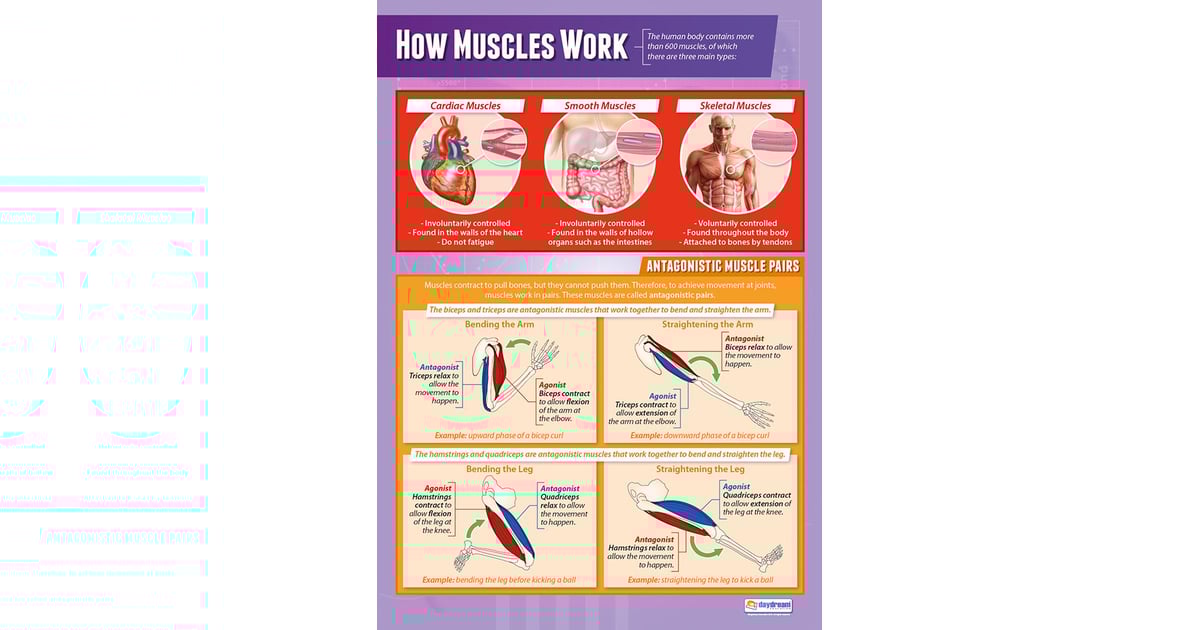 How Muscles Work Poster - Daydream Education