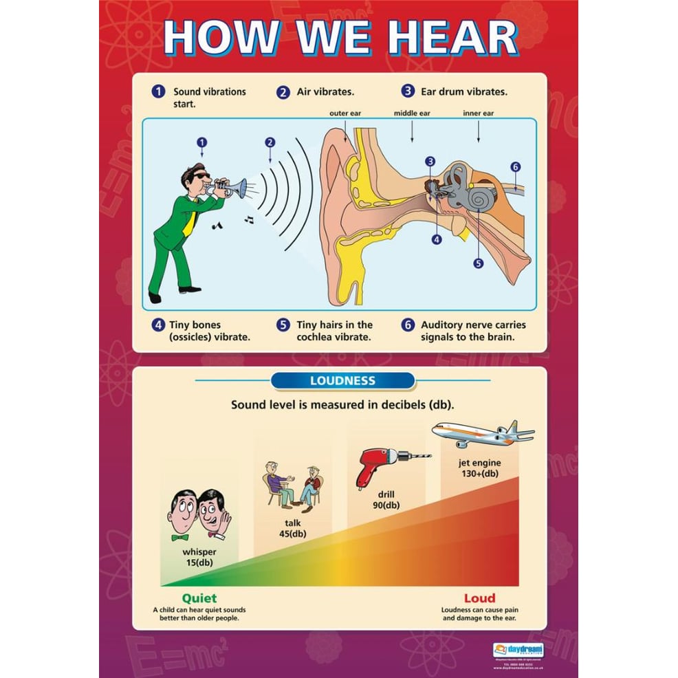 How We Hear Poster - Daydream Education