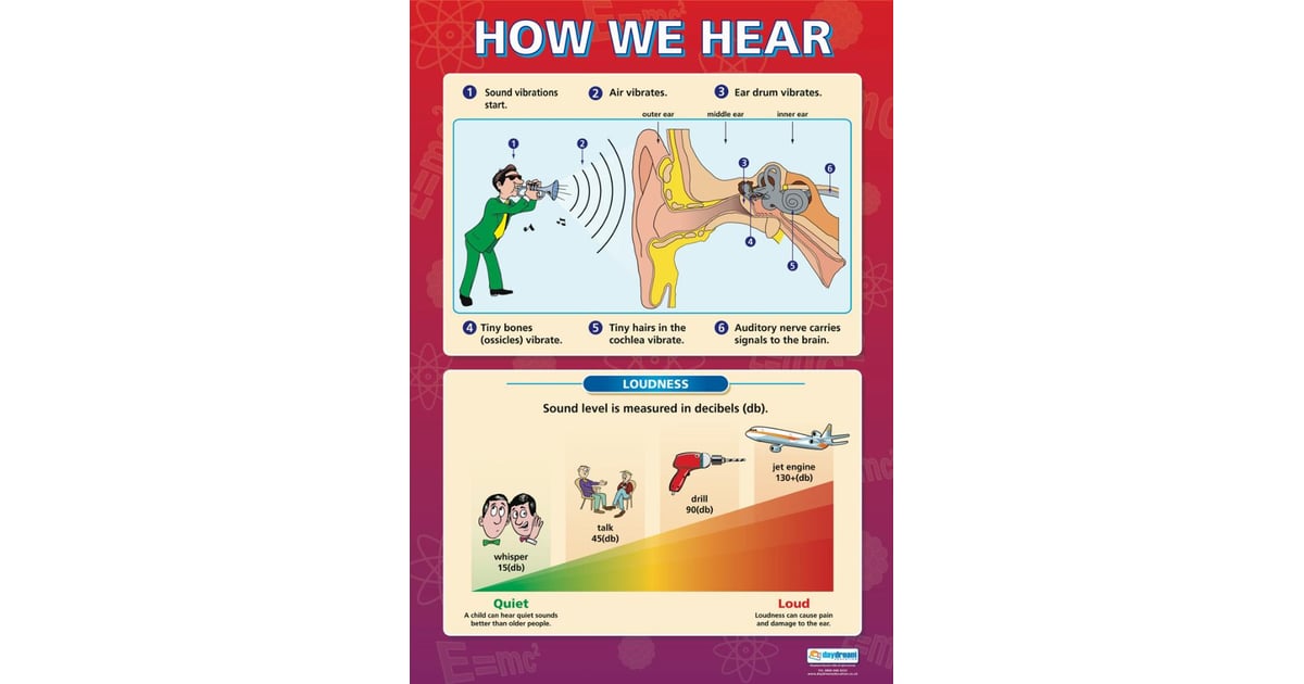 How We Hear Poster - Daydream Education