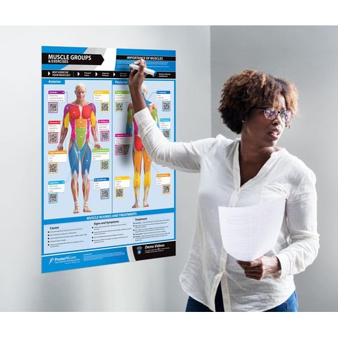 Muscle Groups & Exercises Gym Poster - Innovative Gym & Fitness Charts