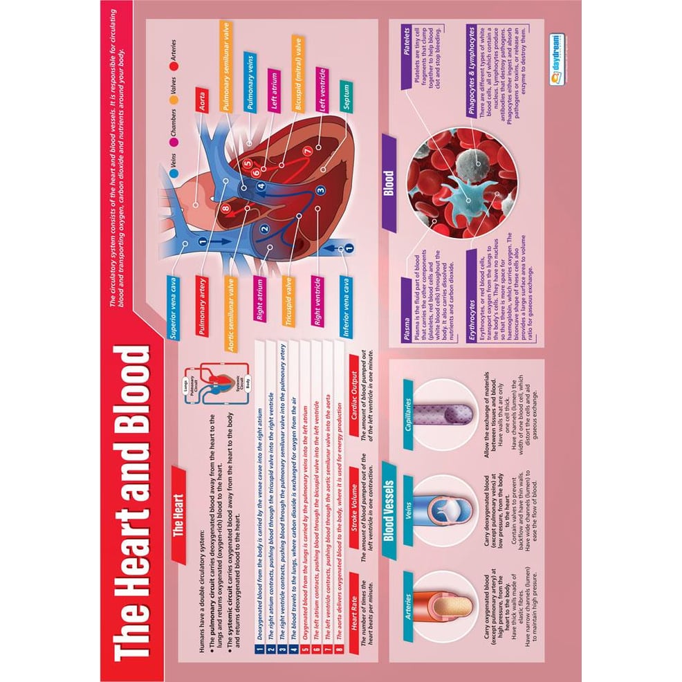 The Heart and Blood Poster - Daydream Education