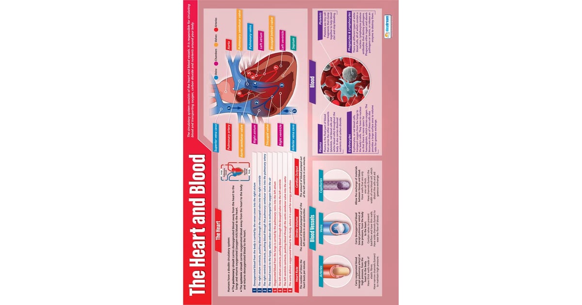 The Heart and Blood Poster - Daydream Education