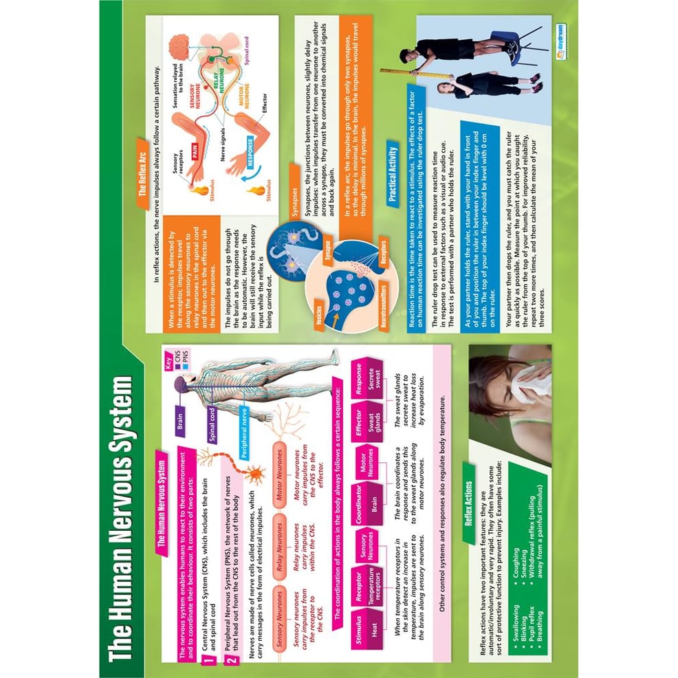 The Human Nervous System Poster - Daydream Education