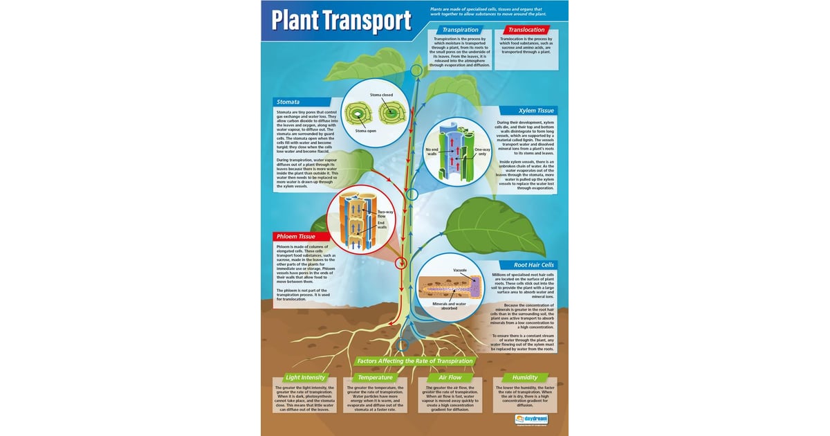Plant Transport Poster - Daydream Education