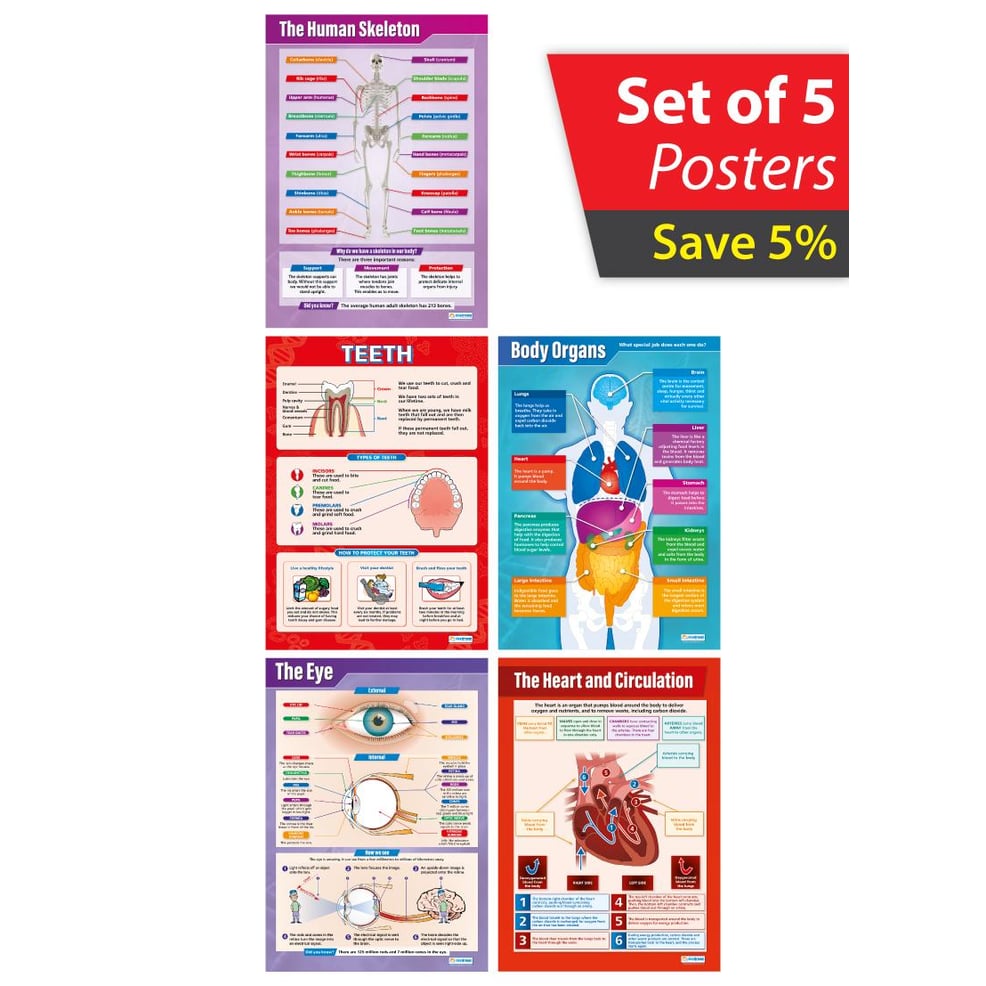 Human Body Posters - Set of 5 - Daydream Education