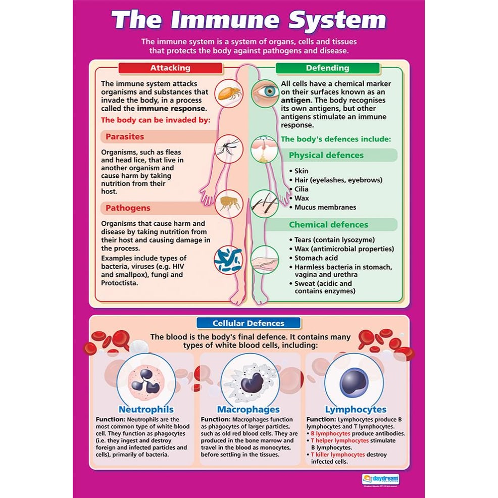 The Immune System Poster - Daydream Education