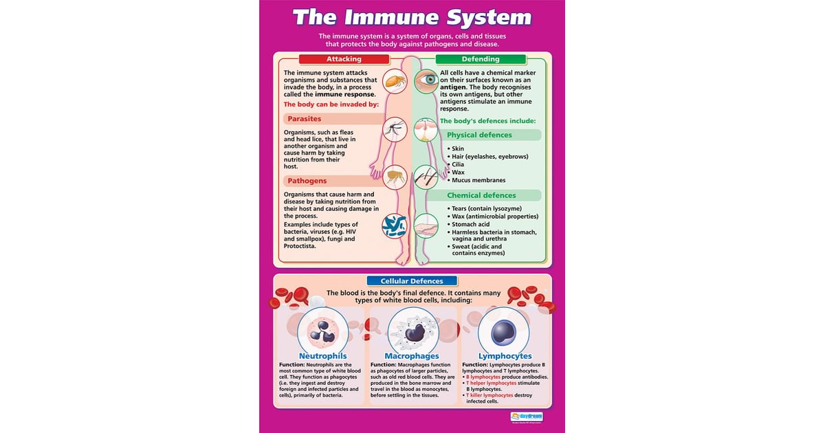 The Immune System Poster - Daydream Education