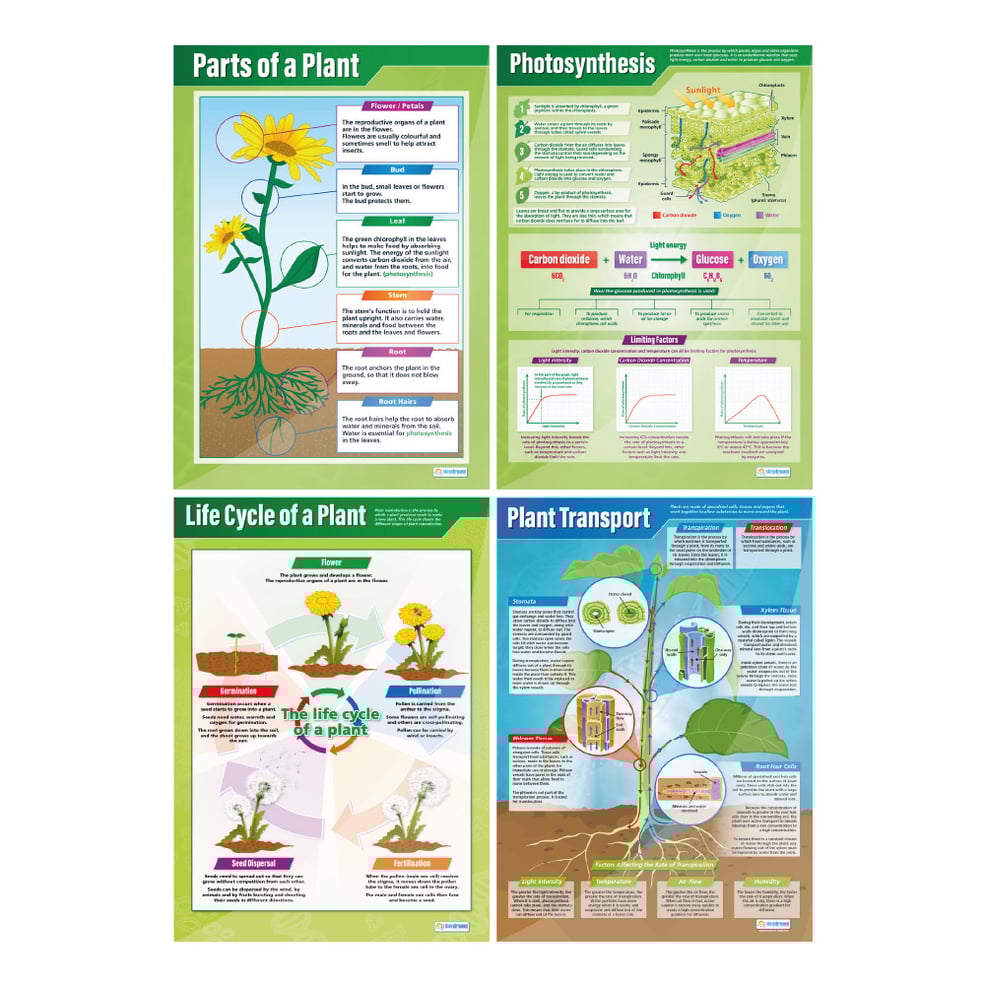 Plants Posters - Set of 4 - Daydream Education