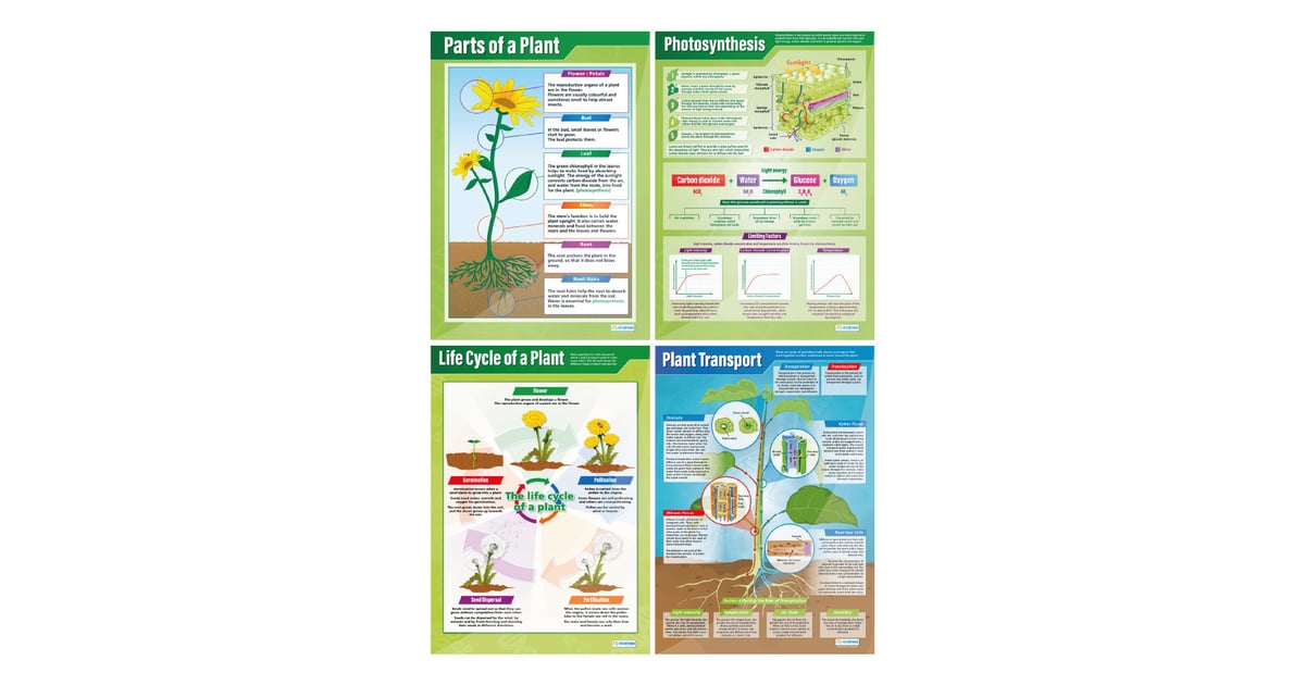 Plants Posters - Set of 4 - Daydream Education