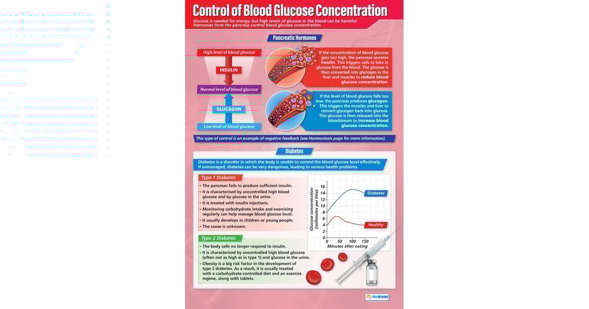 Control of Blood Glucose Concentration Poster - Daydream Education