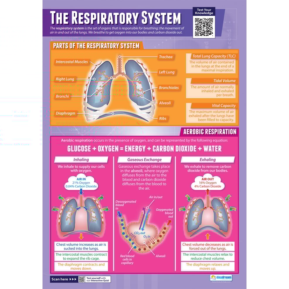 The Respiratory System Poster - Daydream Education