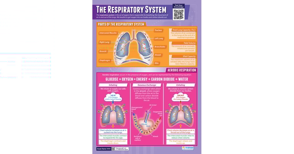 The Respiratory System Poster - Daydream Education