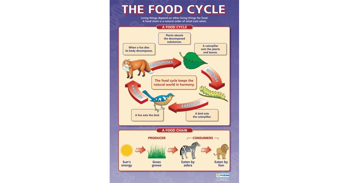 The Food Cycle Poster - Daydream Education
