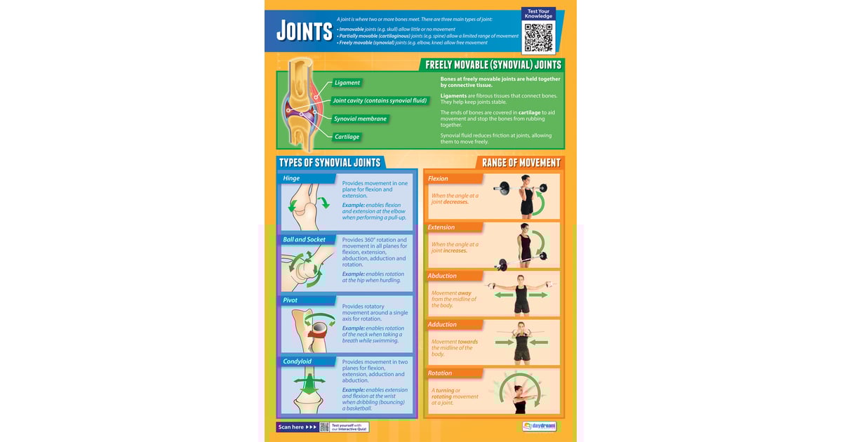 Joints Poster - Daydream Education