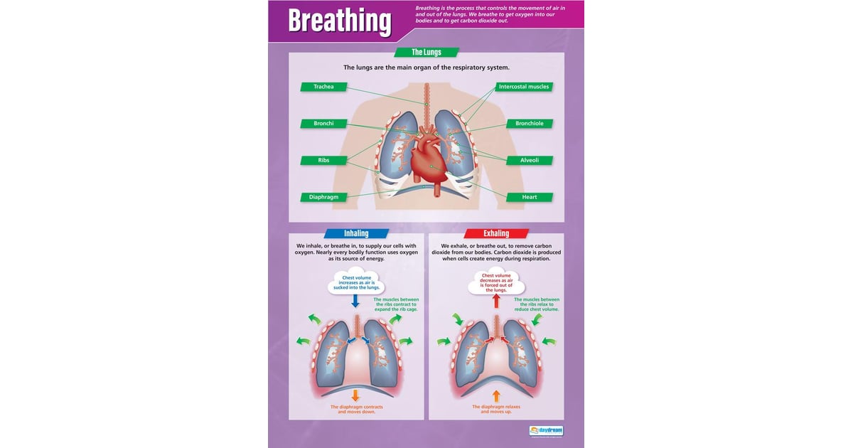 Breathing Poster - Daydream Education