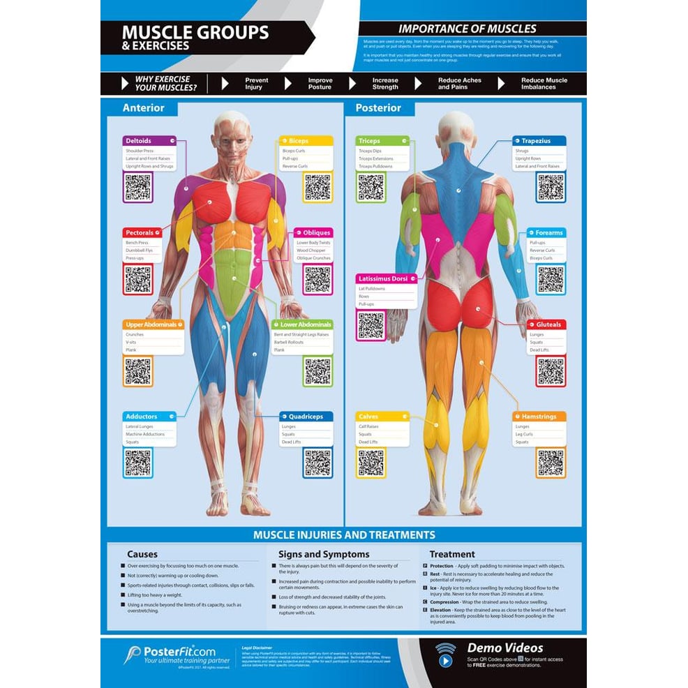 Muscle Groups & Exercises Gym Poster - Innovative Gym & Fitness Charts