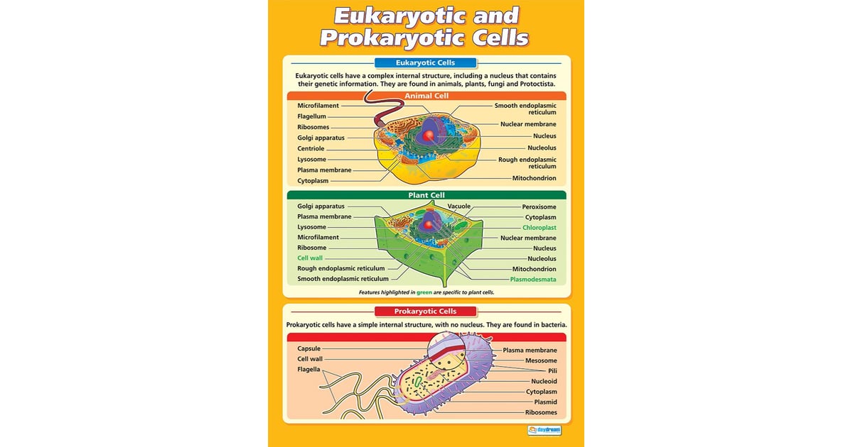 Eukaryotic and Prokaryotic Cells Poster - Daydream Education