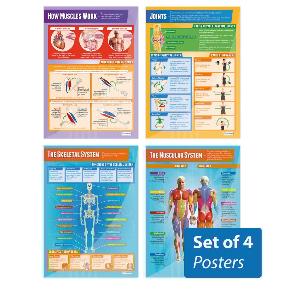 Muscular & Skeletal System Posters - Set of 4 - Daydream Education