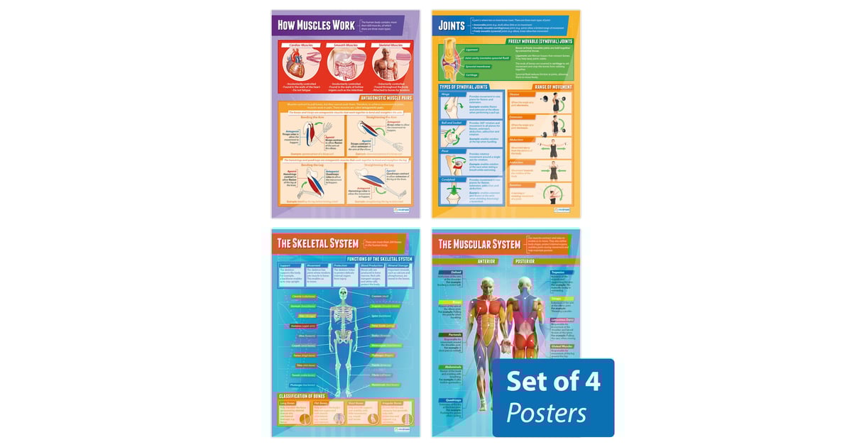 Muscular & Skeletal System Posters - Set of 4 - Daydream Education