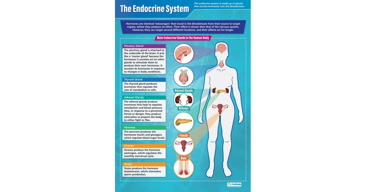 The Endocrine System Poster - Daydream Education